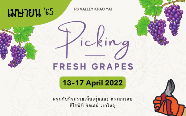 Let's Picking Fresh Grape at PB Valley Khao Yai – April 13, 2022 | PB ...