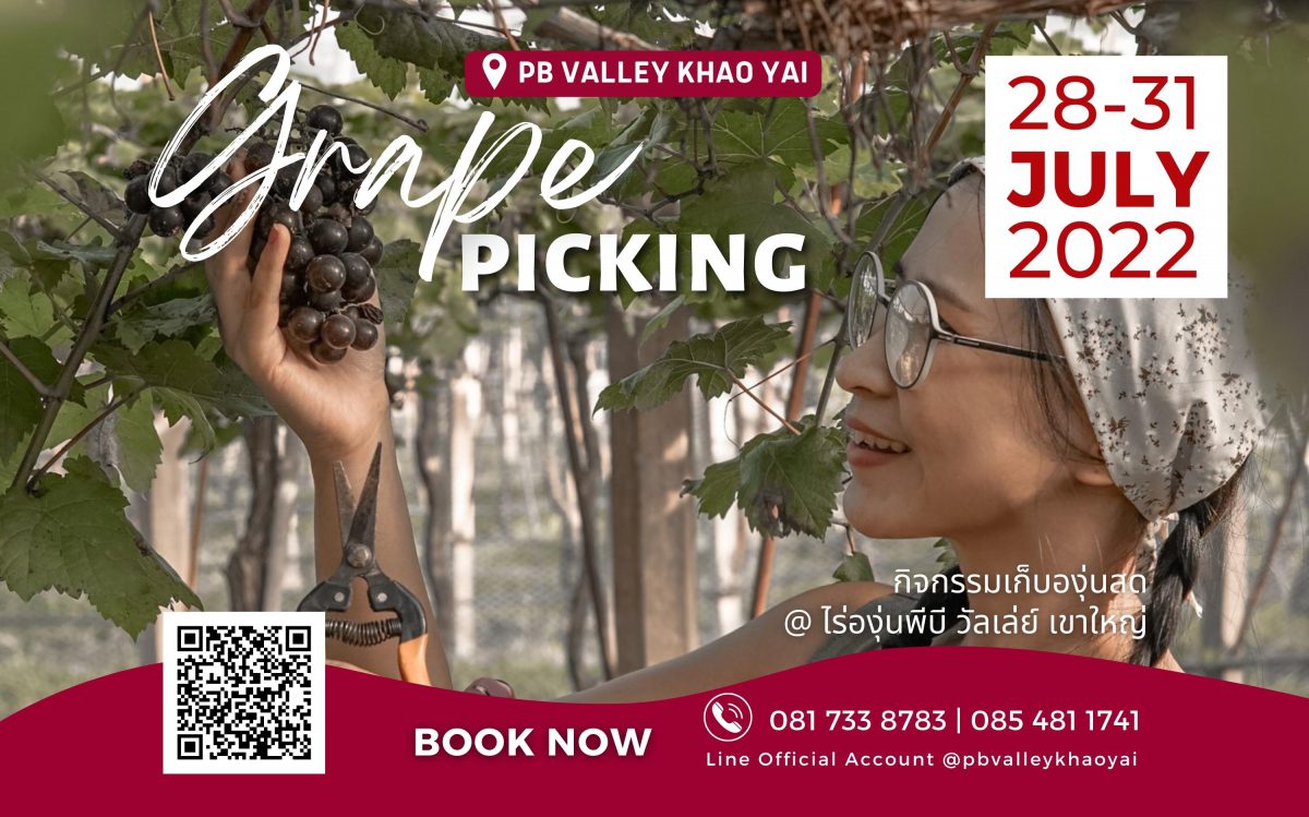 Grape Picking : July 28-31, 2022 - PB Valley Khao Yai Winery