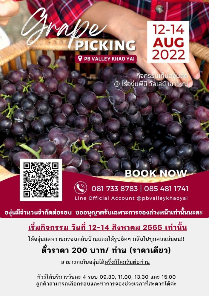 Grape Picking : August 12-14, 2022 | PB Valley Khao Yai Winery