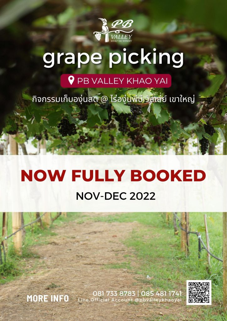 Grape Picking : Nov-Dec 2022 Now Fully Booked! - PB Valley Khao Yai Winery